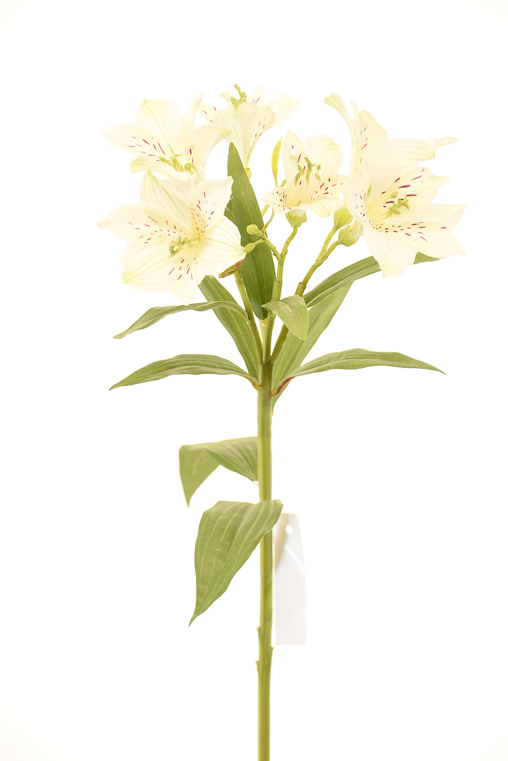 Astromelia 63Cm Blanco – Chantilly